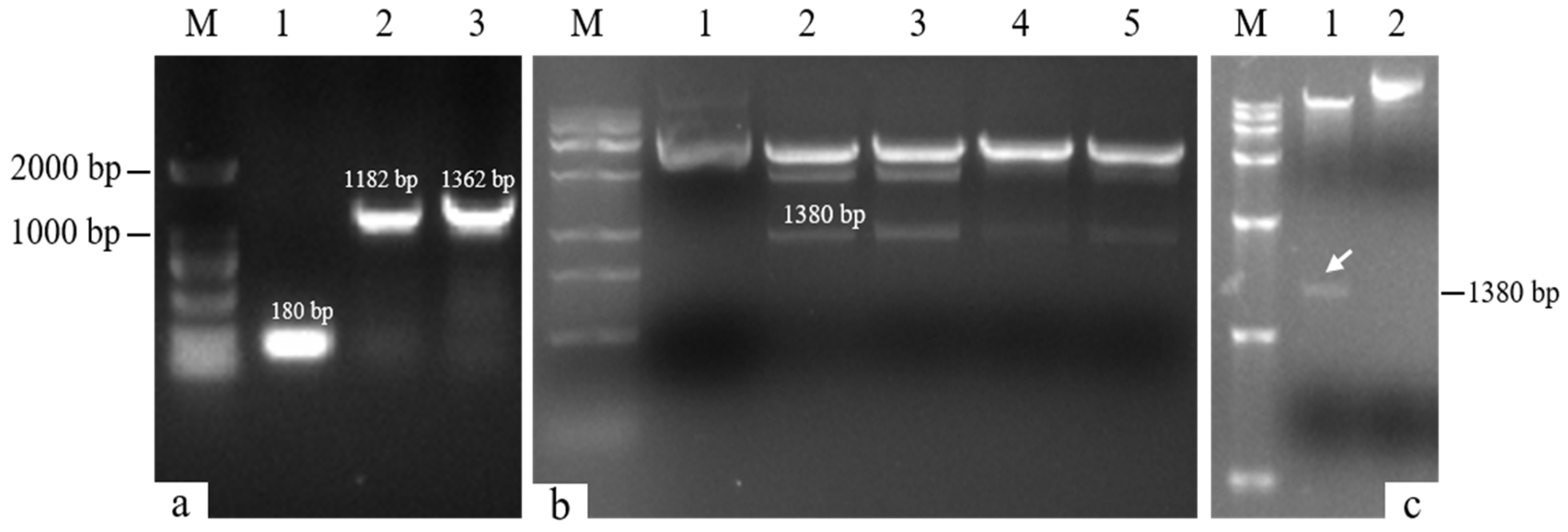 Molecular Cloning and Heterologous Expression of the Mitochondrial ATP6 ...