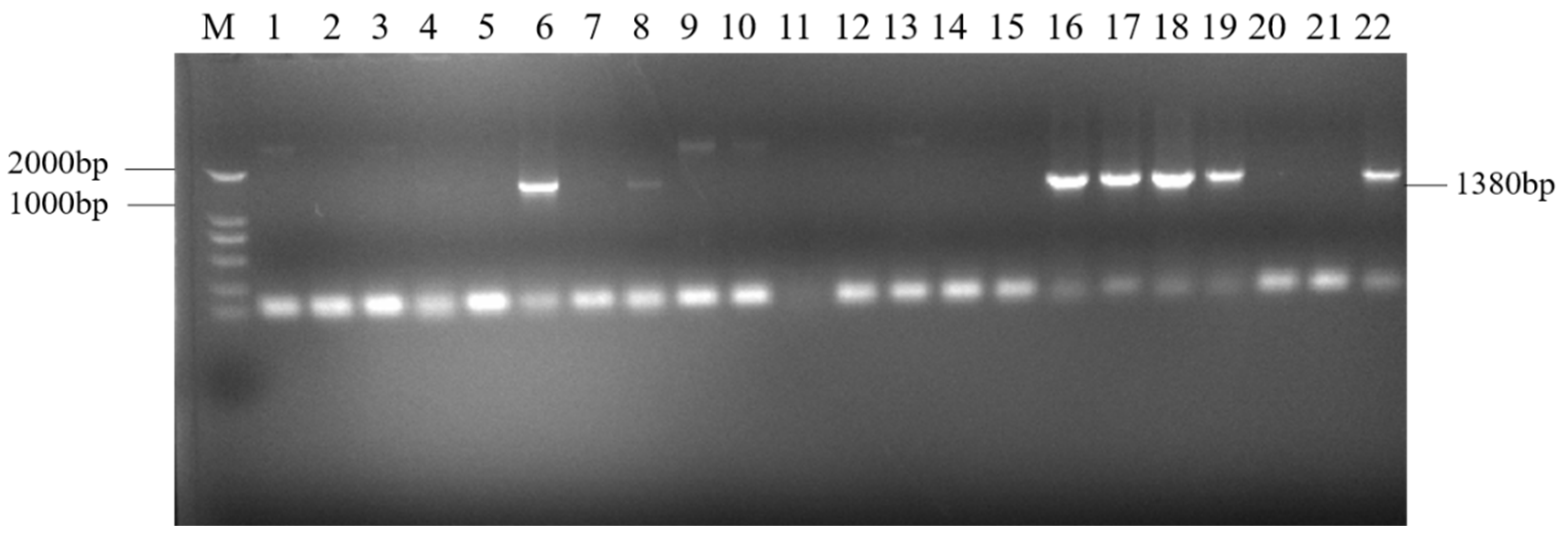 Molecular Cloning and Heterologous Expression of the Mitochondrial ATP6 ...