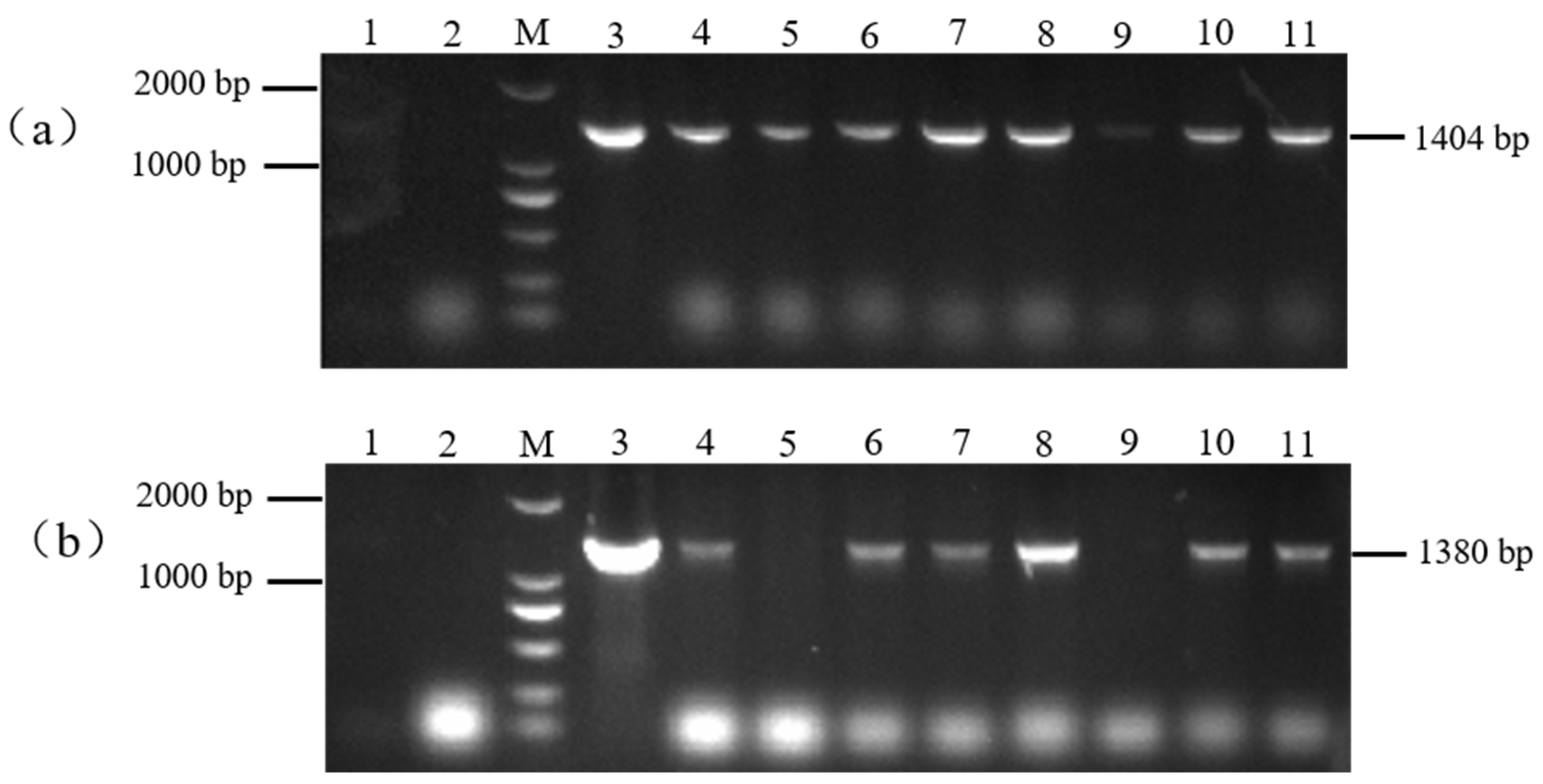 Molecular Cloning and Heterologous Expression of the Mitochondrial ATP6 ...