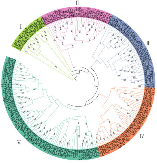 Genome-Wide Identification and Phylogenetic Characterization of the ...