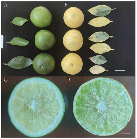 Comparative Genomic and Phylogenetic Analysis of Chloroplasts in Citrus ...