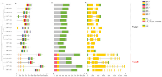 Genome-Wide Characterization and Analysis of the FH Gene Family in ...