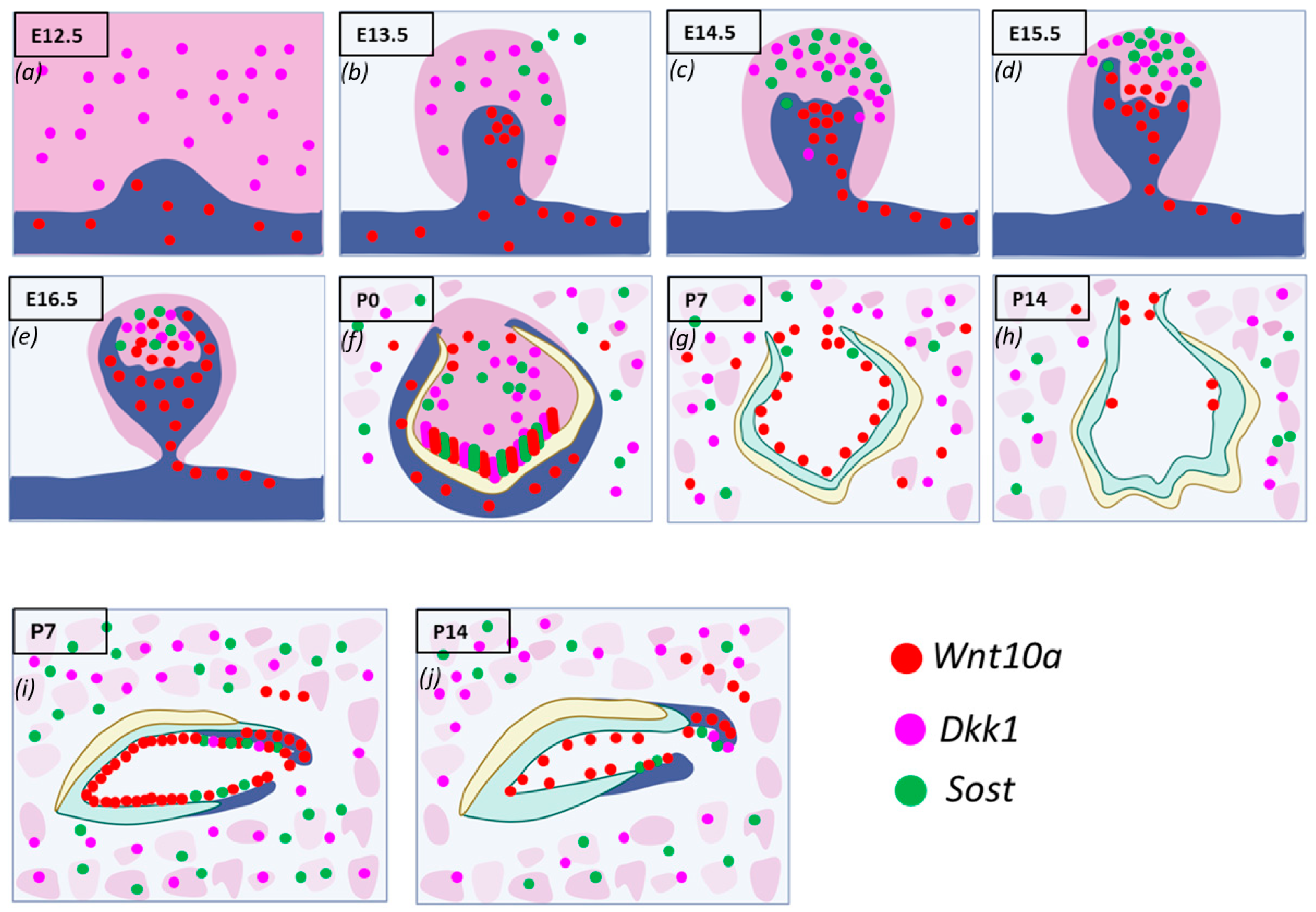 Leveraging Spatial Transcriptomics to Decode Craniofacial Development