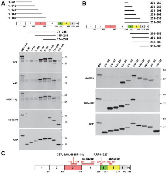 Comparative Analysis of MBNL1 Antibodies: Characterization of ...