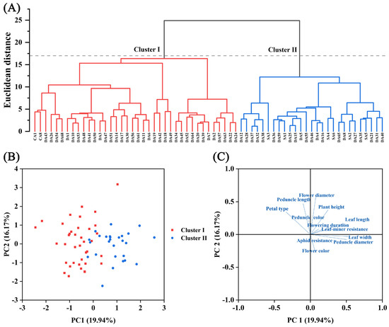 Phenotypic Characterization and Marker–Trait Association Analysis Using SCoT Markers in ...