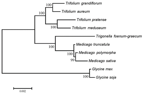 Natural Selection as the Primary Driver of Codon Usage Bias in the Mitochondrial Genomes of ...