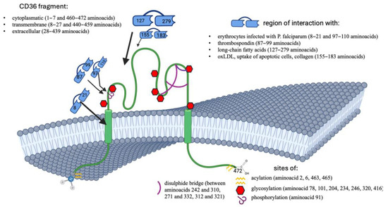 Human CD36: Gene Regulation, Protein Function, and Its Role in ...