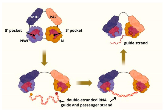 piRNA-Mediated Maintenance of Genome Stability in Gametogenesis and Cancer