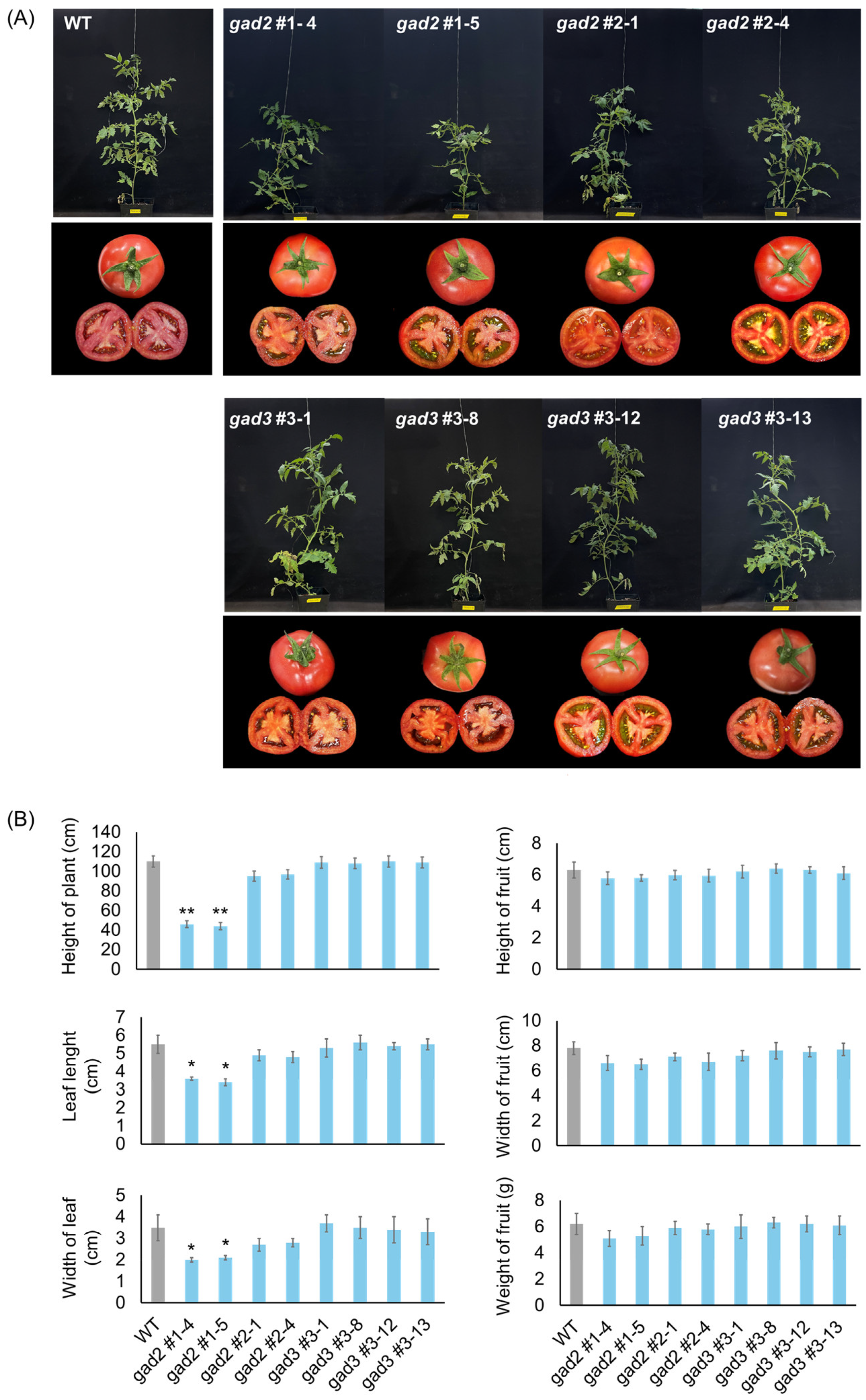 Transcriptomic Insights into GABA Accumulation in Tomato via CRISPR ...