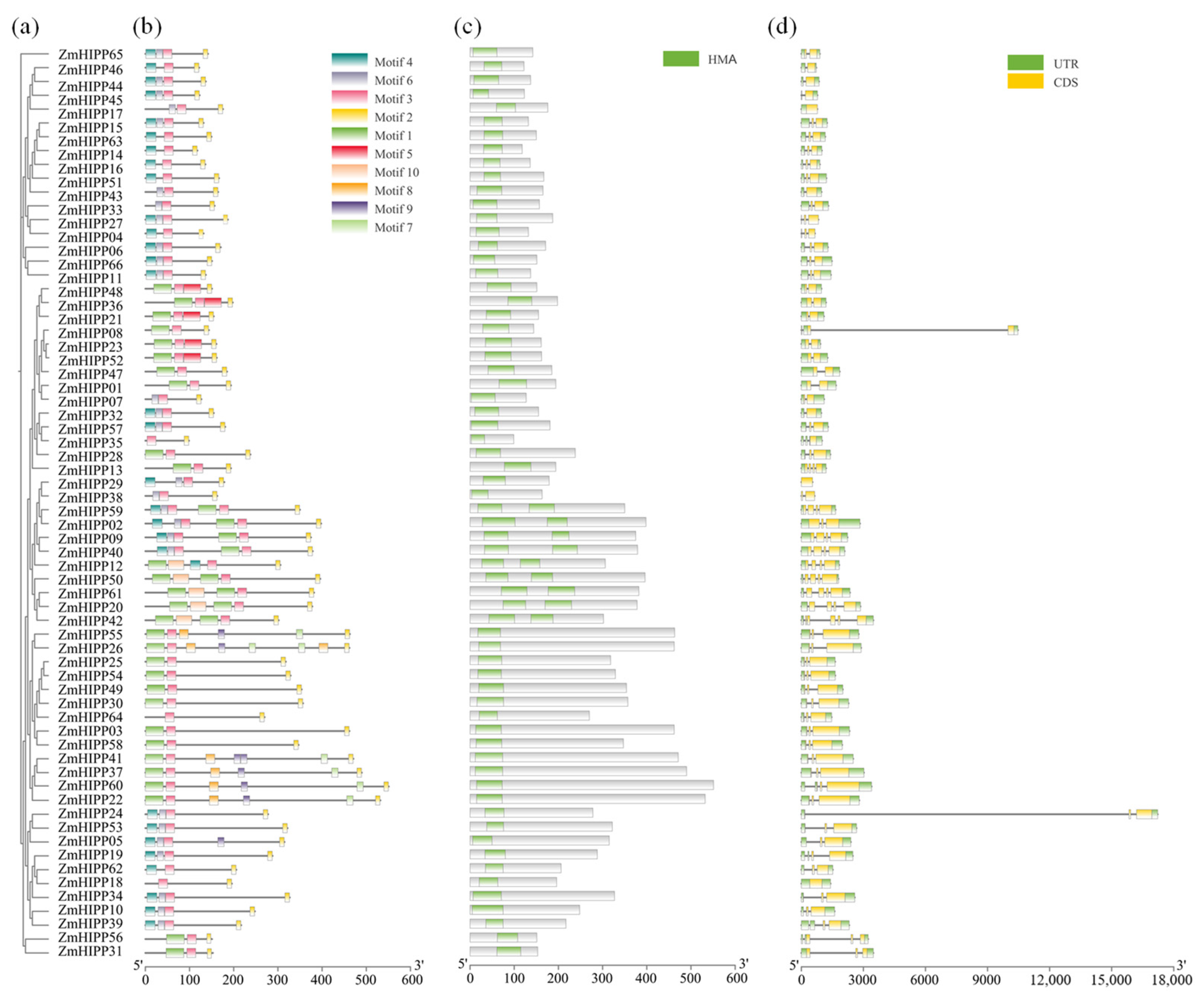 Genome-Wide Analysis of HIPP Gene Family in Maize Reveals Its Role in ...