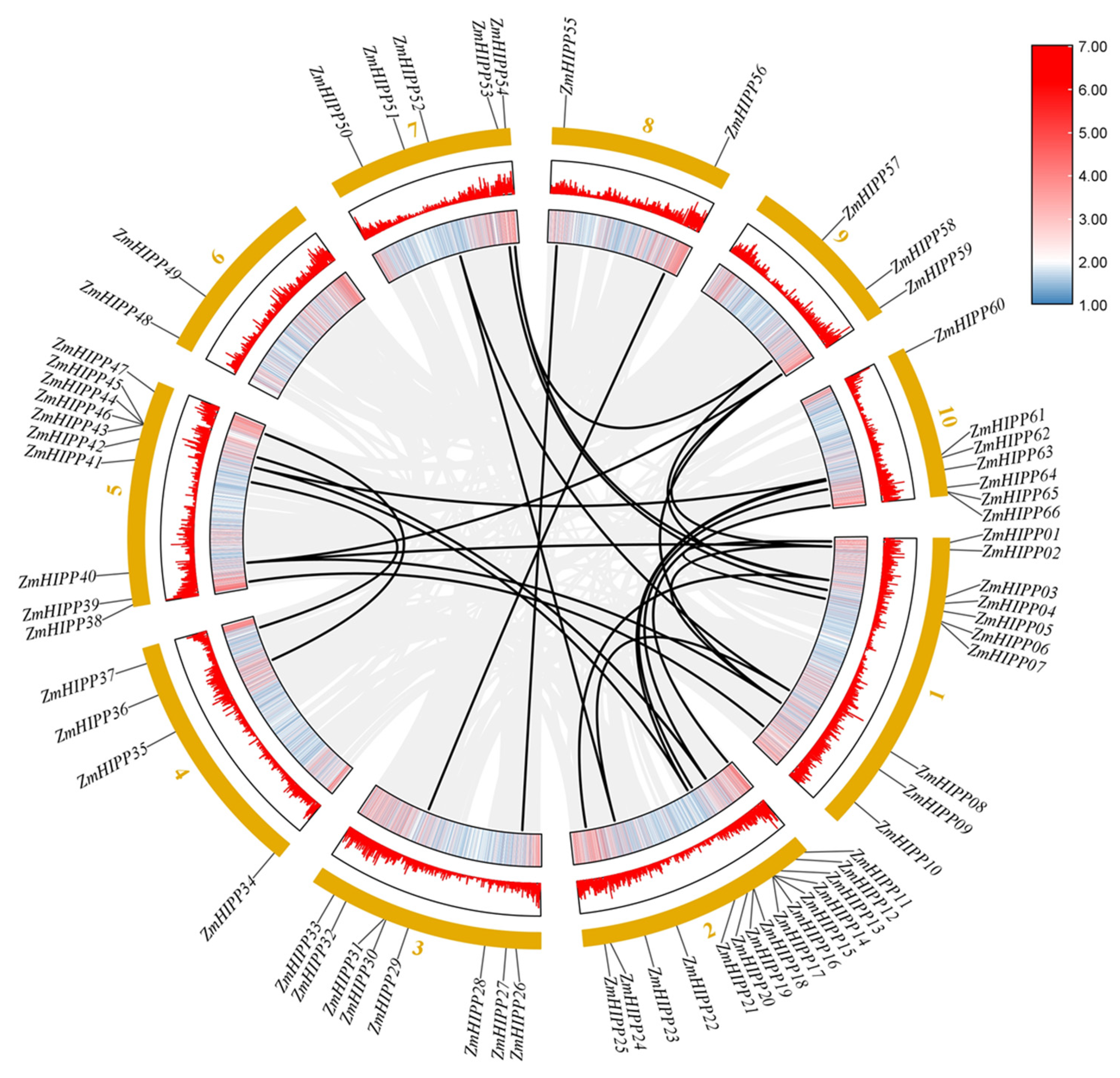 Genome-Wide Analysis of HIPP Gene Family in Maize Reveals Its Role in ...