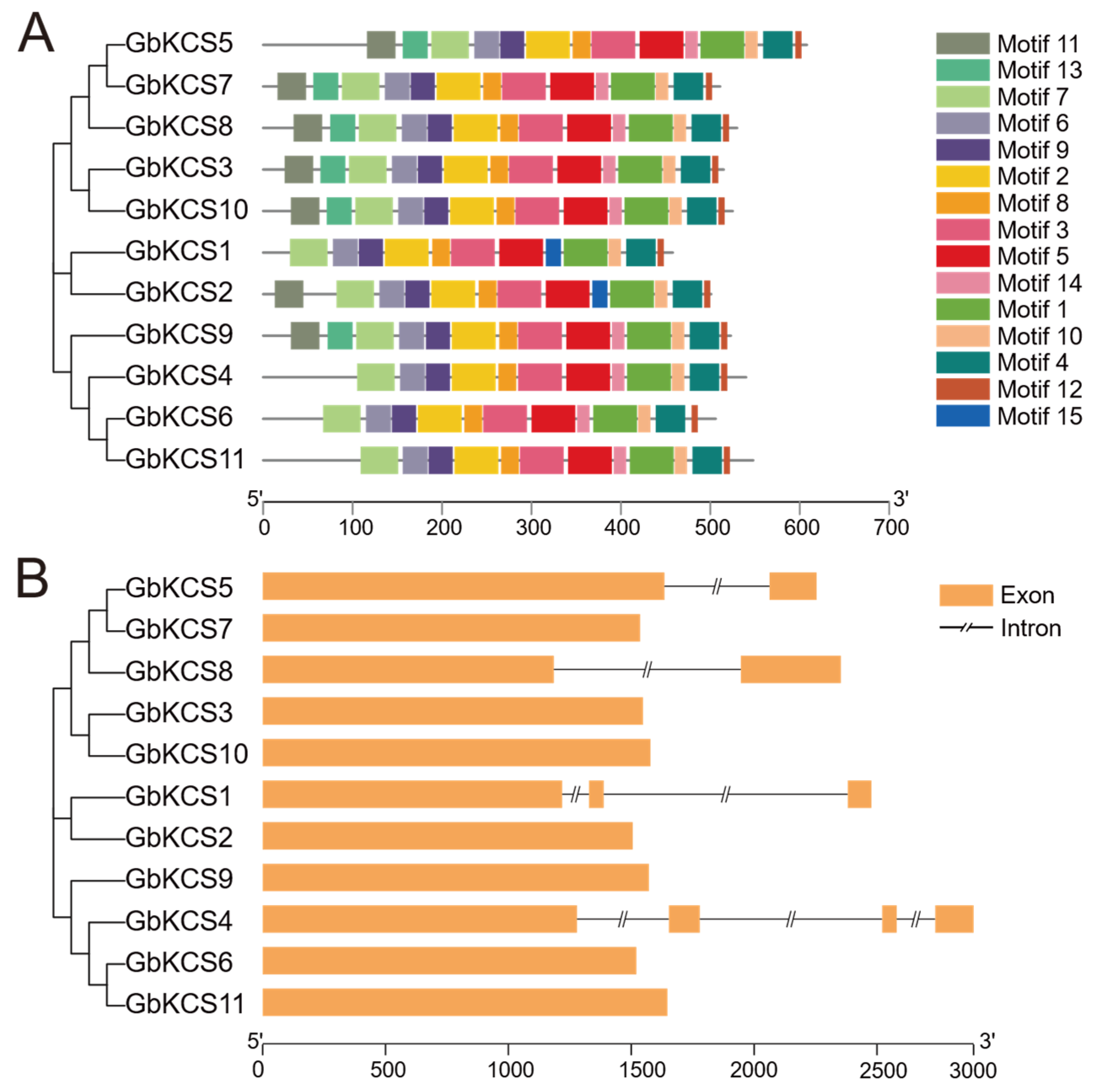 Genome-Wide Analysis of KCS Gene Family in Ginkgo biloba L. and Functional Identification of ...