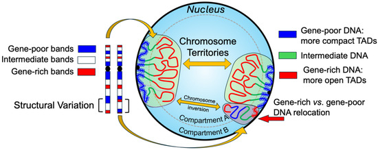 Cytogenetics and Cytogenomics in Clinical Diagnostics: Genome ...