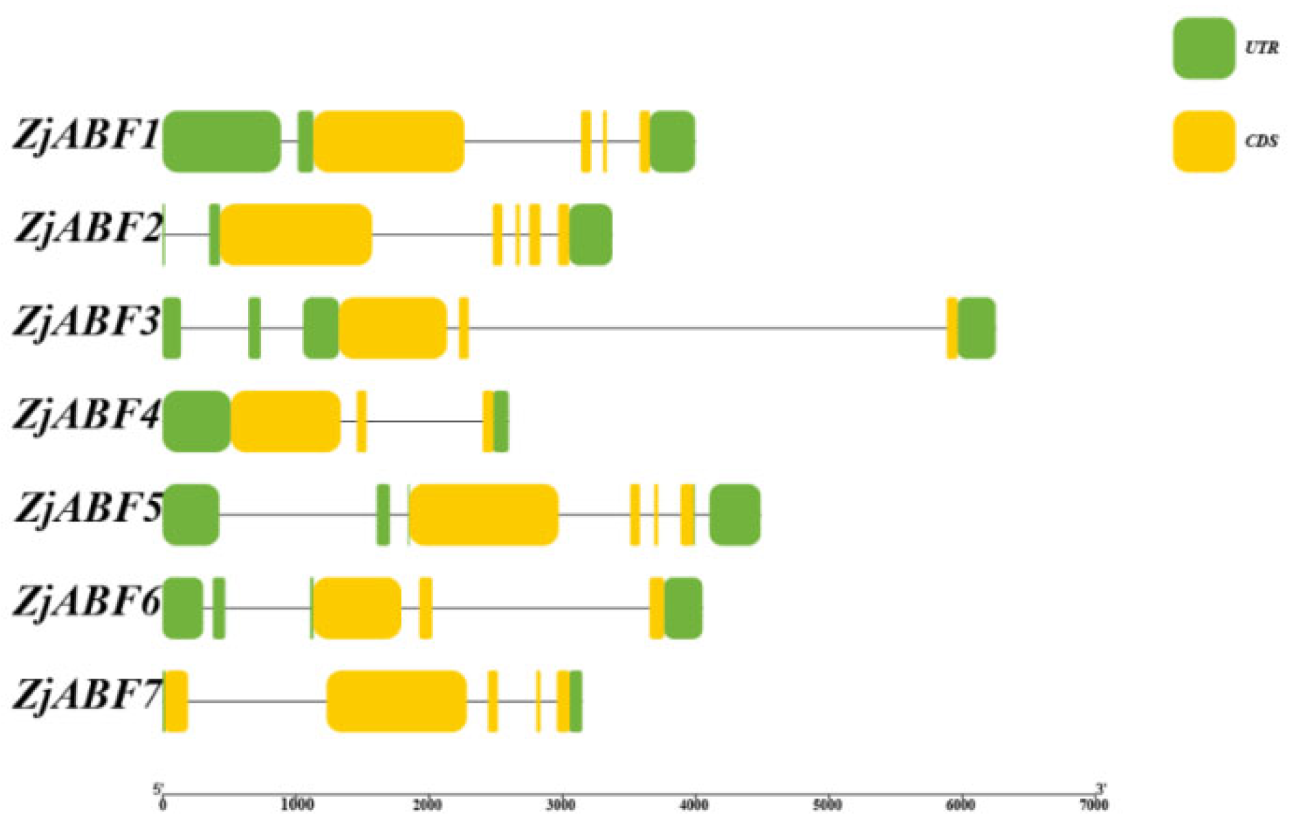 Genome-Wide Identification of the ABF/AREB/ABI5 Gene Family in Ziziphus jujuba cv. Dongzao and ...