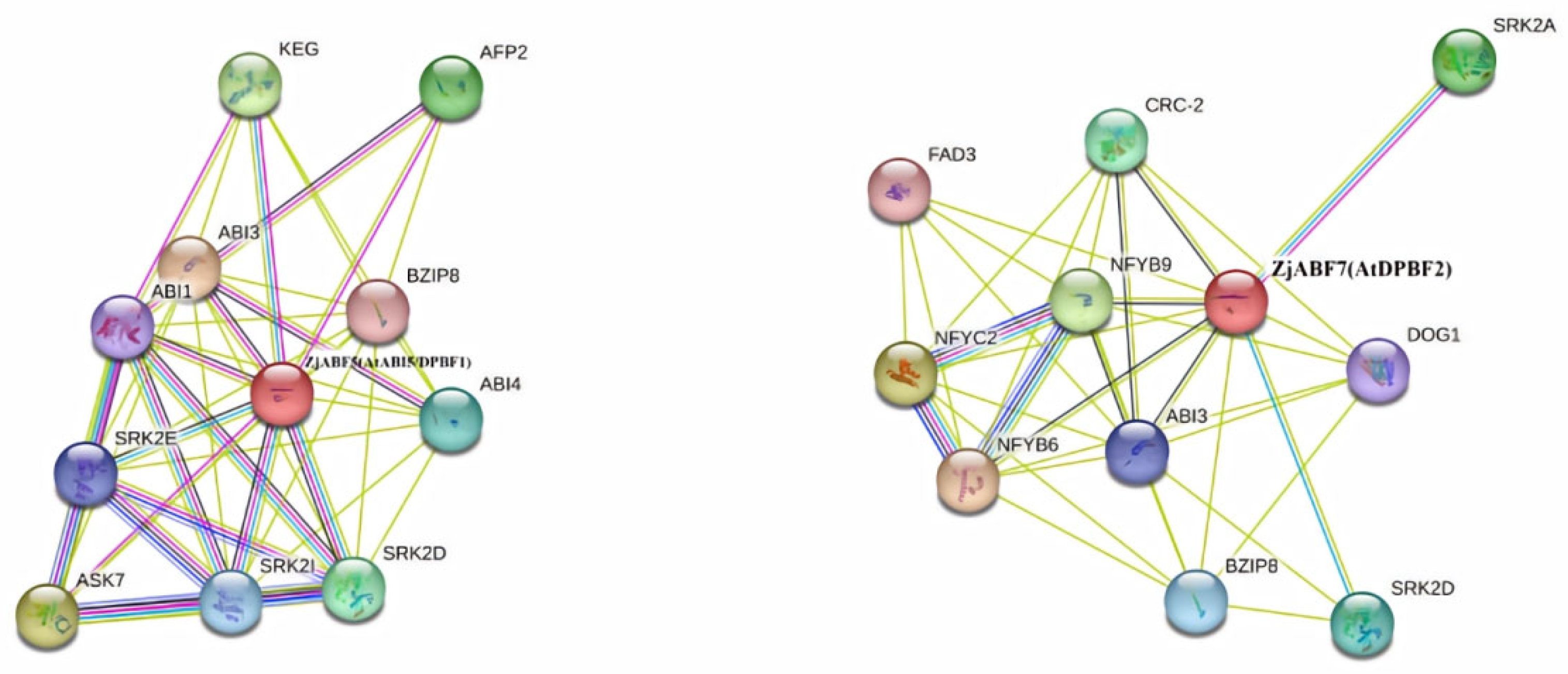 Genome-Wide Identification of the ABF/AREB/ABI5 Gene Family in Ziziphus jujuba cv. Dongzao and ...