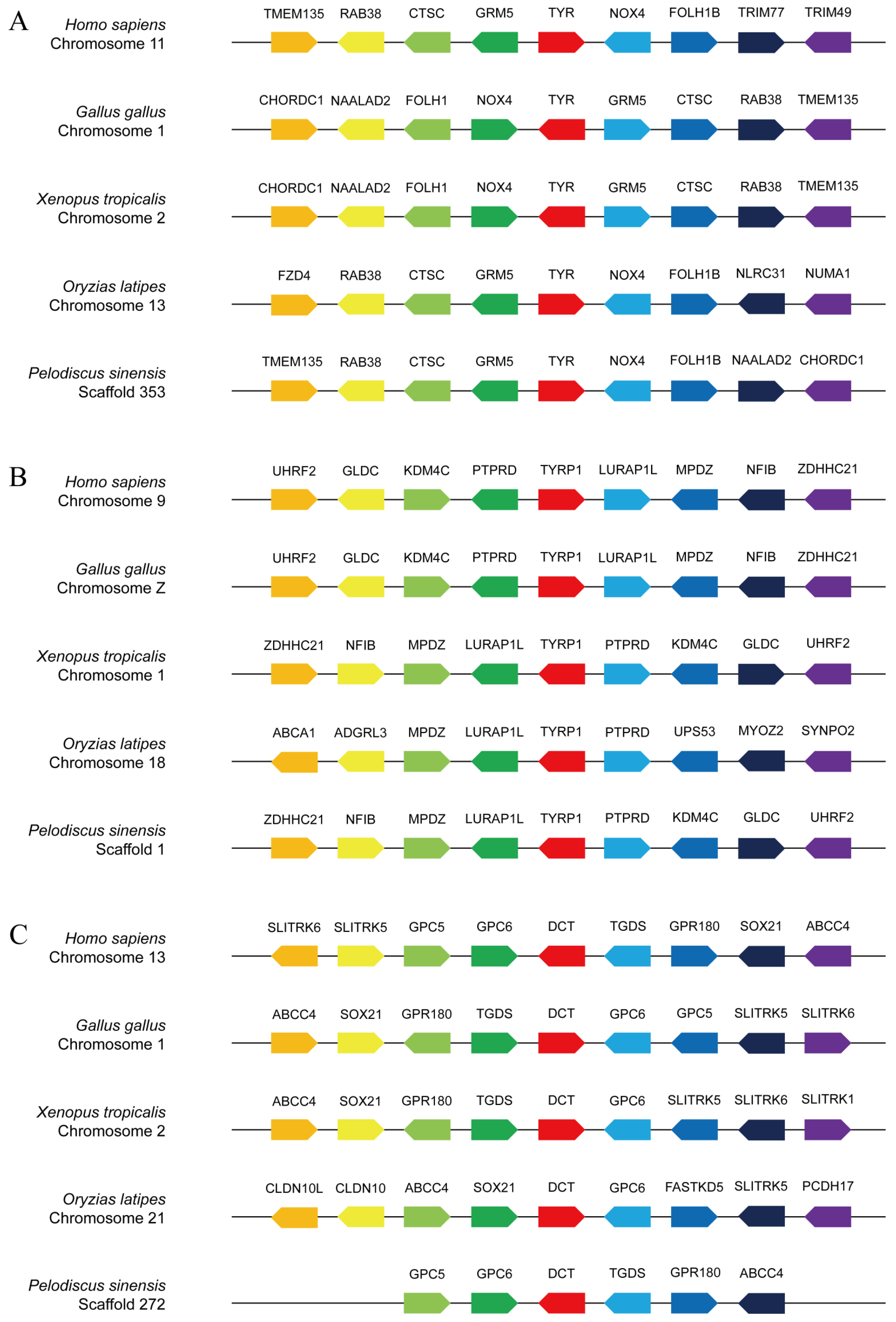 Genomic Features and Tissue Expression Profiles of the Tyrosinase Gene ...