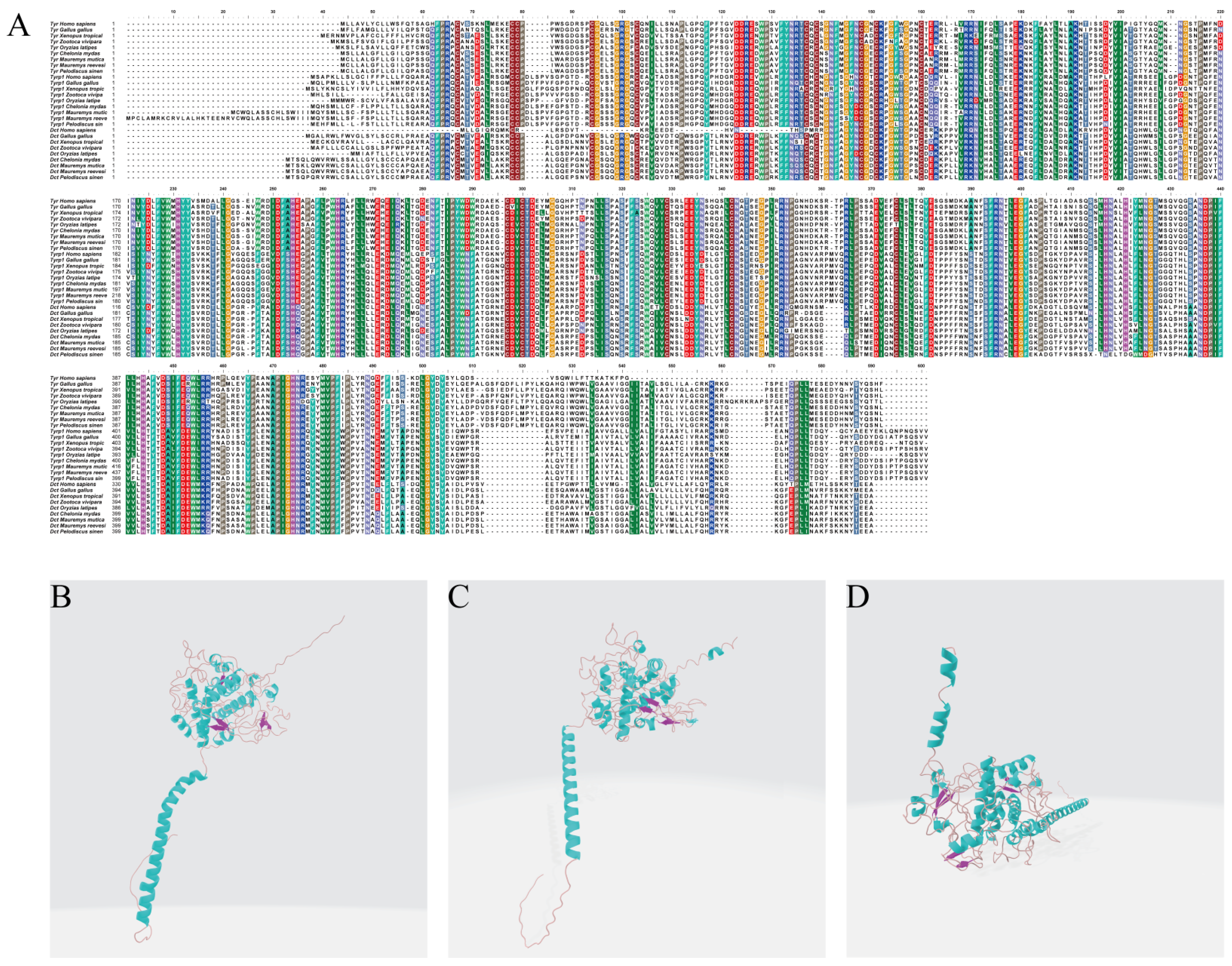 Genomic Features and Tissue Expression Profiles of the Tyrosinase Gene ...