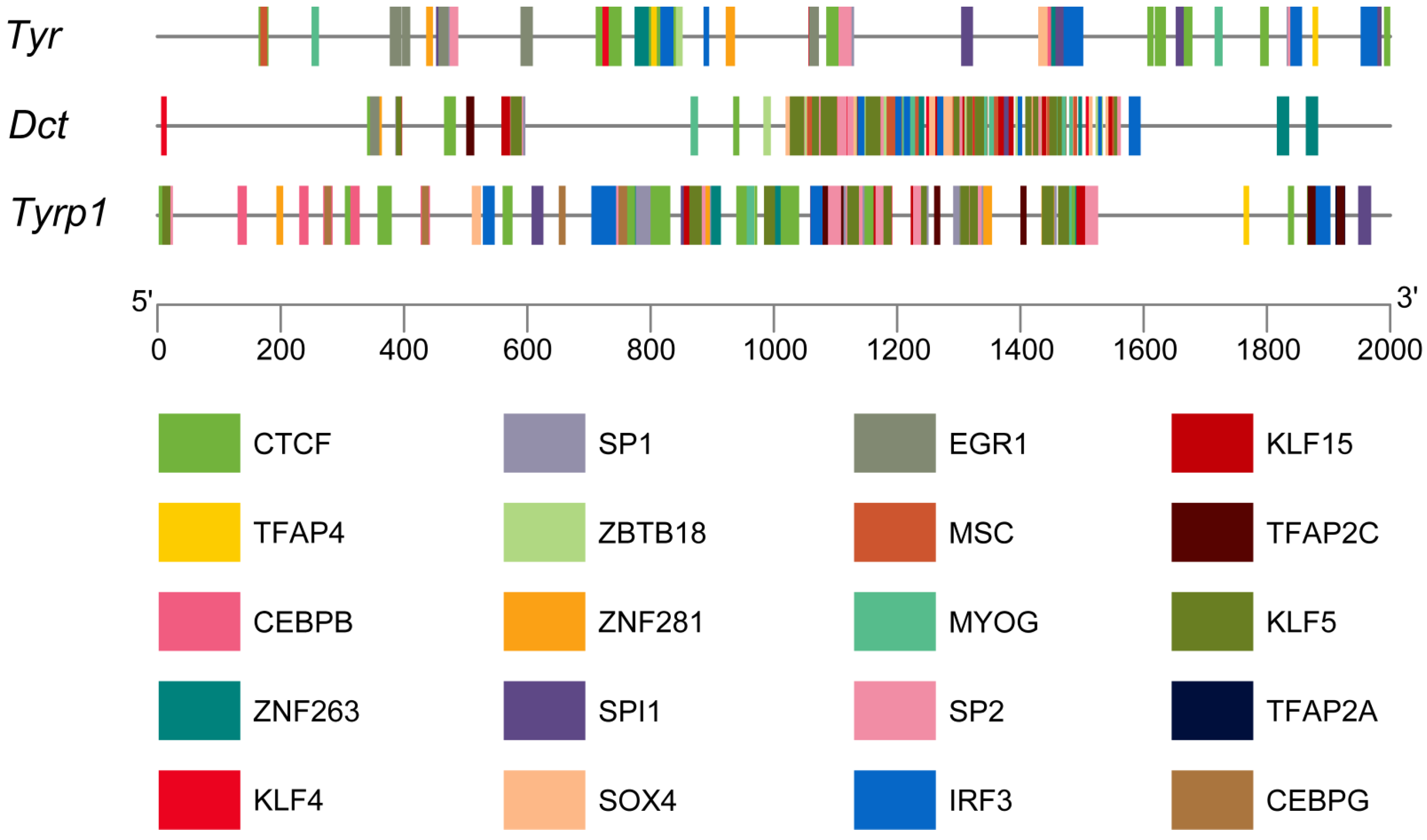 Genomic Features and Tissue Expression Profiles of the Tyrosinase Gene ...