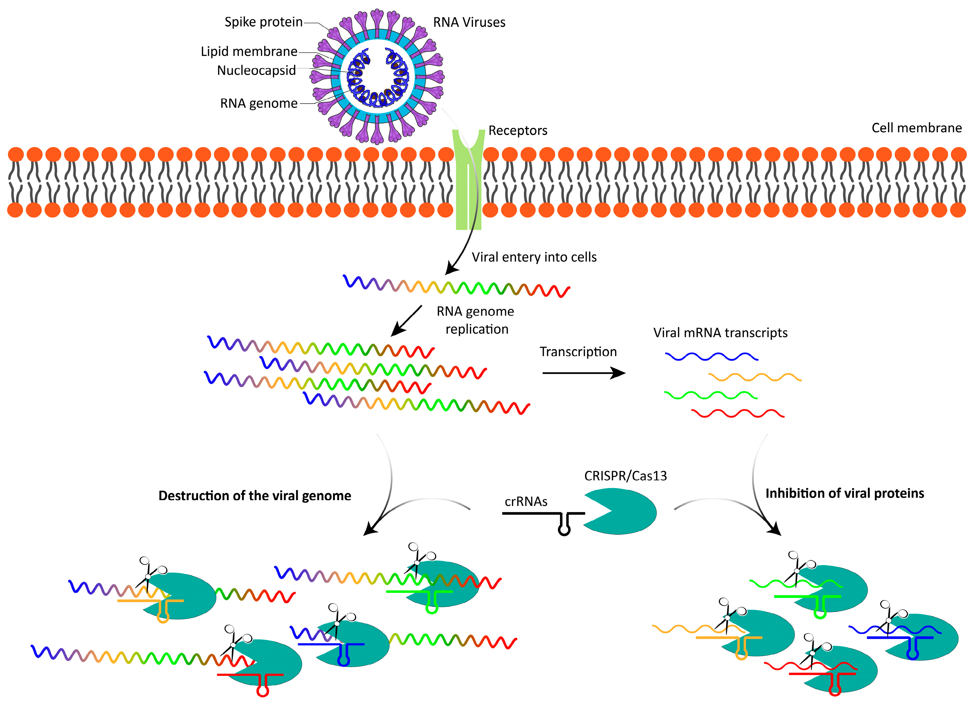 CRISPR/Cas13-Based Anti-RNA Viral Approaches