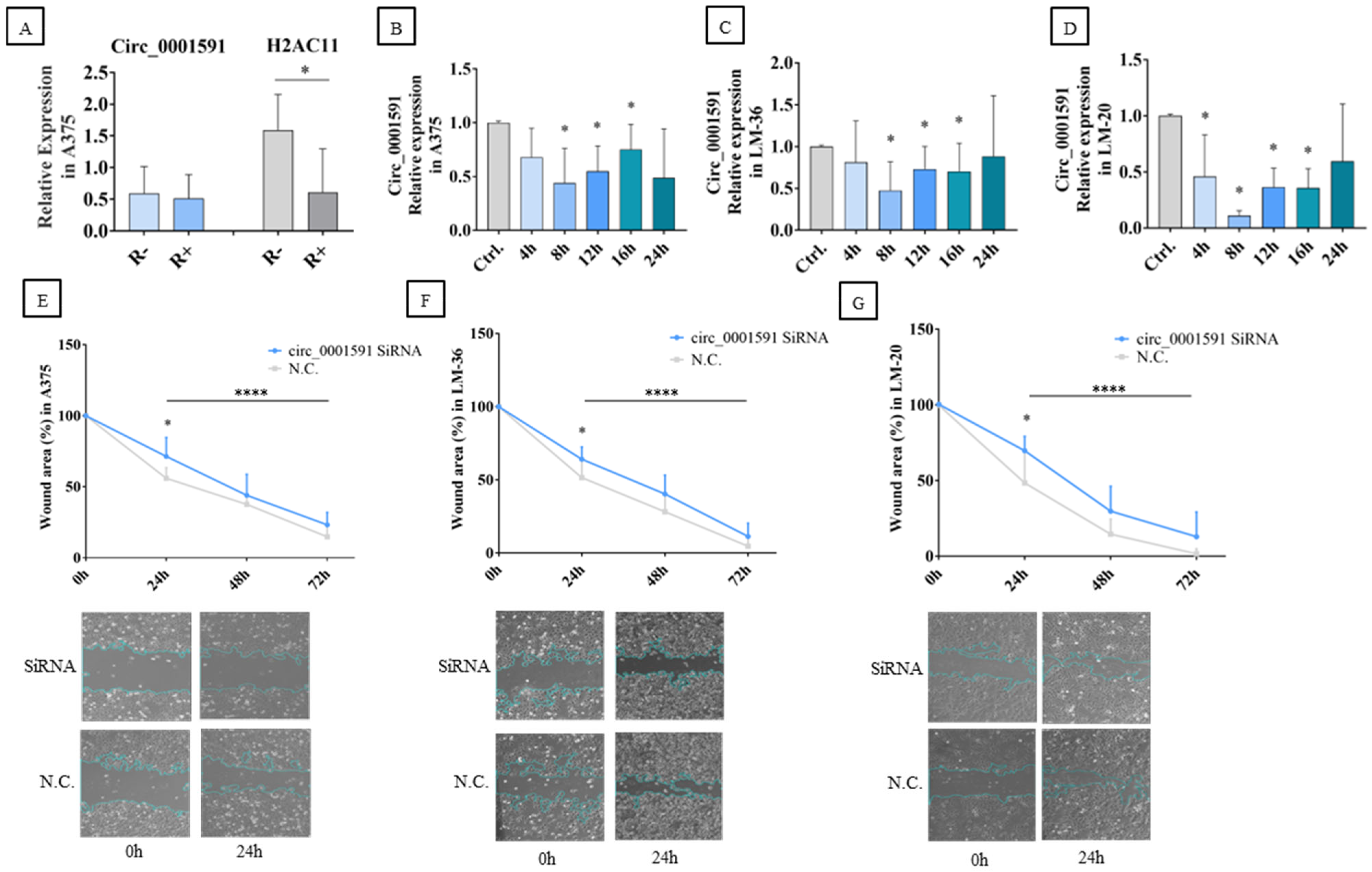 Circular RNA circ_0001591 Contributes to Melanoma Cell Migration ...