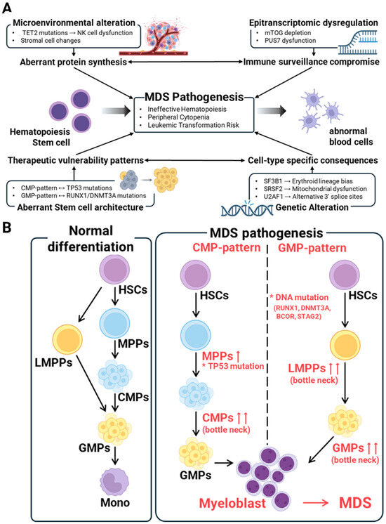 A Genetically-Informed Network Model of Myelodysplastic Syndrome: From ...