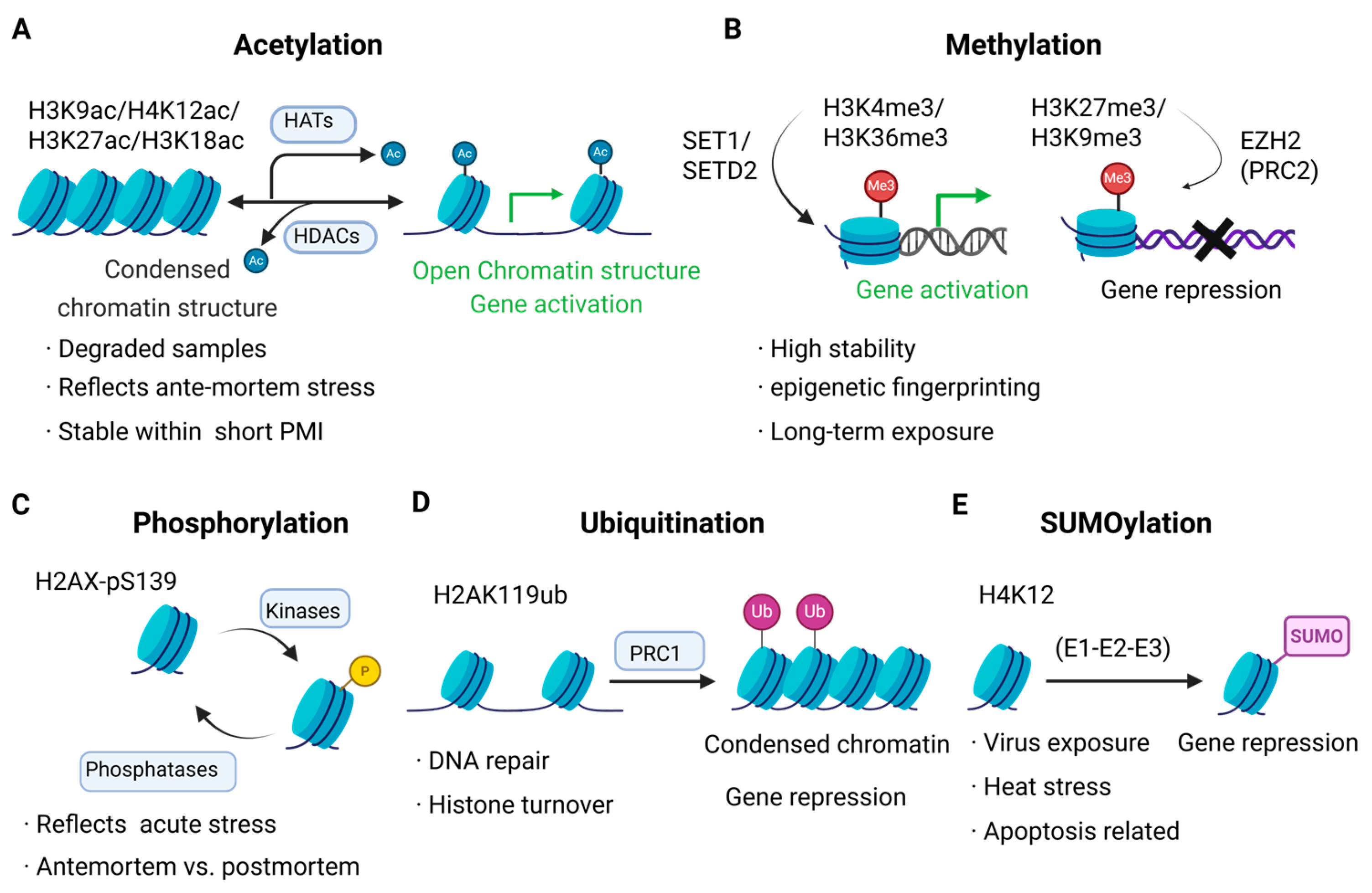 Histone Modifications as Individual-Specific Epigenetic Regulators ...