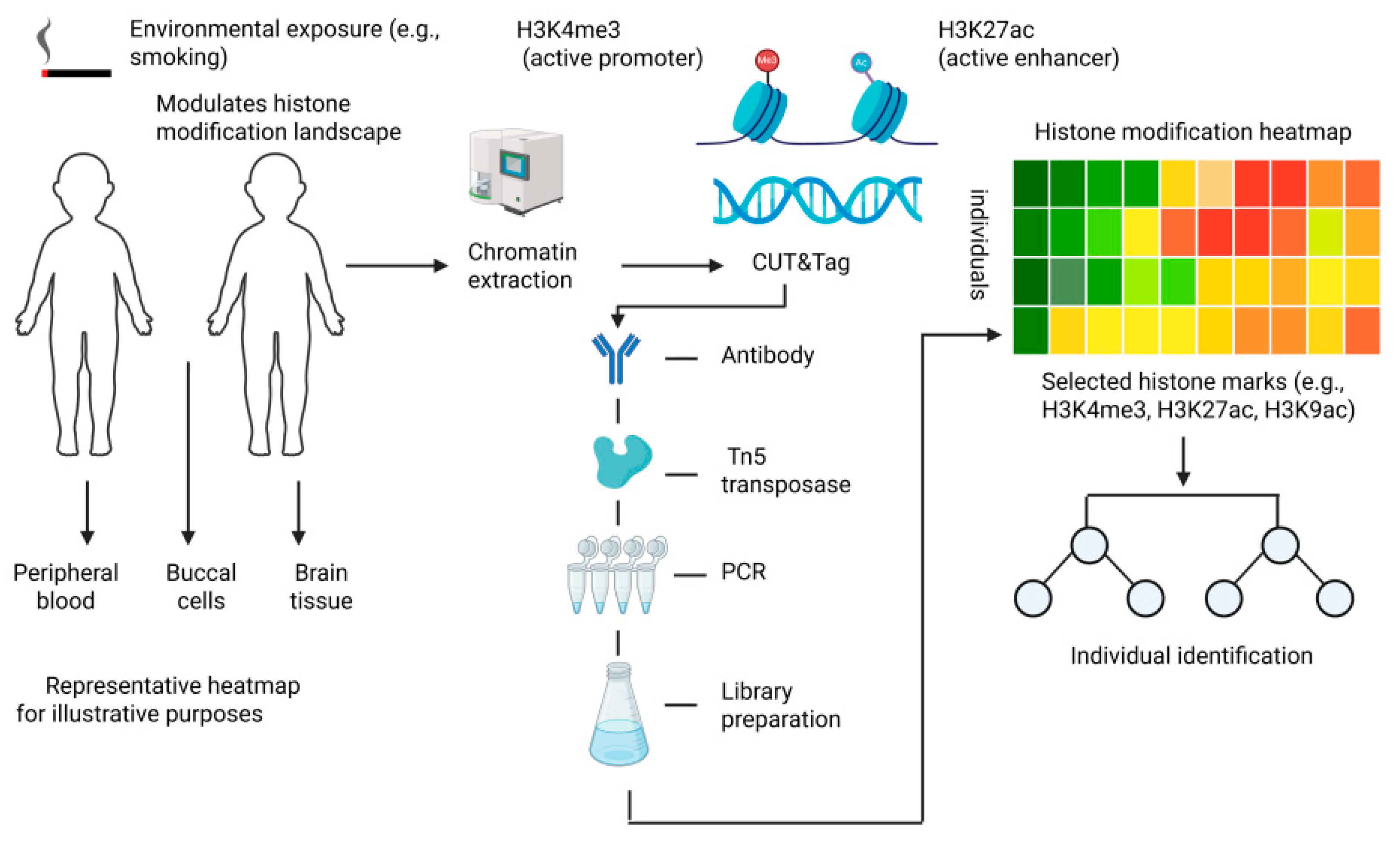Histone Modifications as Individual-Specific Epigenetic Regulators ...