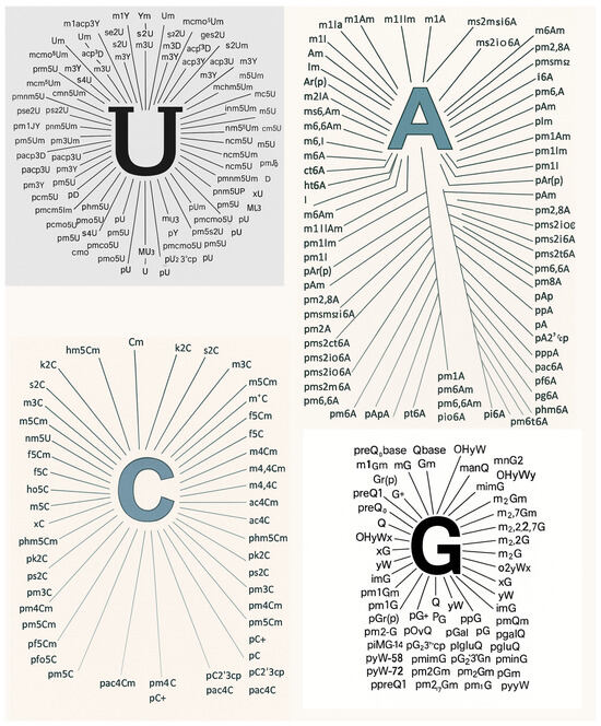 Uncovering the Epitranscriptome: A Review on mRNA Modifications and ...