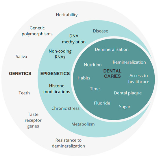 Tooth Decay: Genetic and Epigenetic Insights Driving the Development of ...