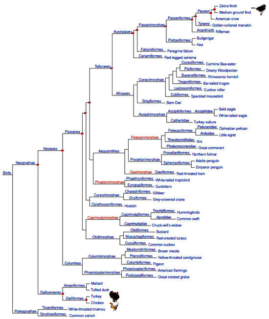 Avian Cytogenomics: Small Chromosomes, Long Evolutionary History