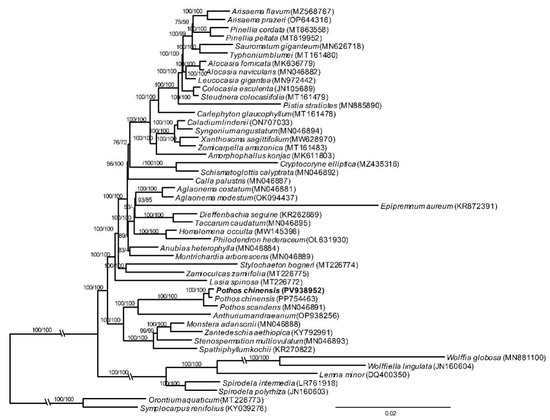 Chloroplast Genome Evolution and Codon Usage In the Medicinal Plant ...