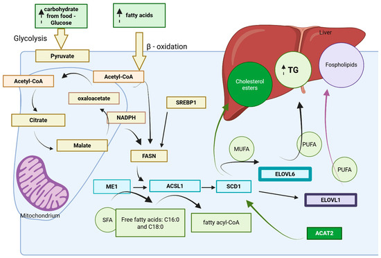 Characteristic Gene Alterations During Fatty Acid Metabolism in the ...
