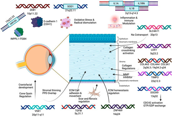 Genetics of Keratoconus: A Comprehensive Review