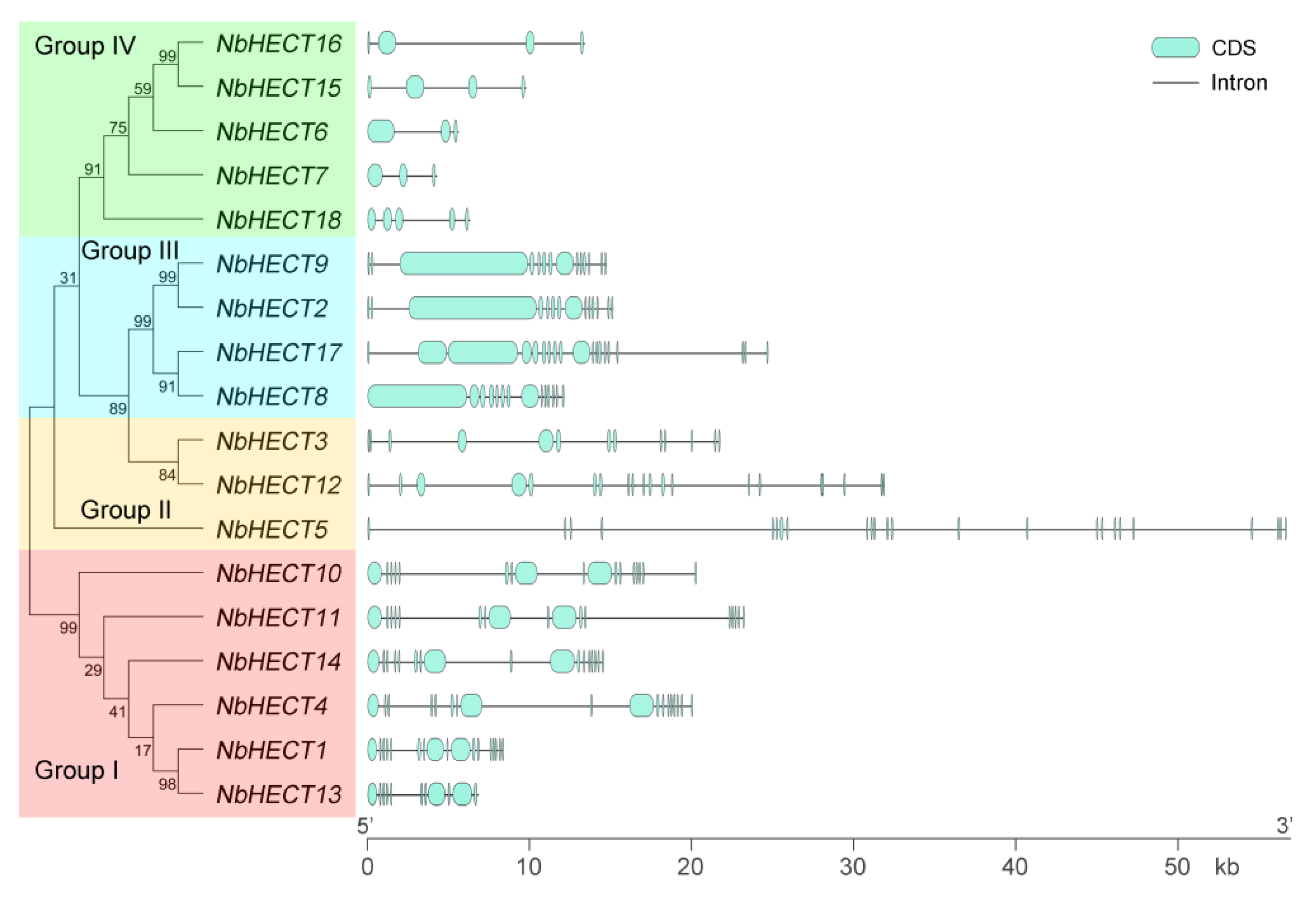 Genome-Wide Analysis of the HECT-Type E3 Ubiquitin Ligase Gene Family ...