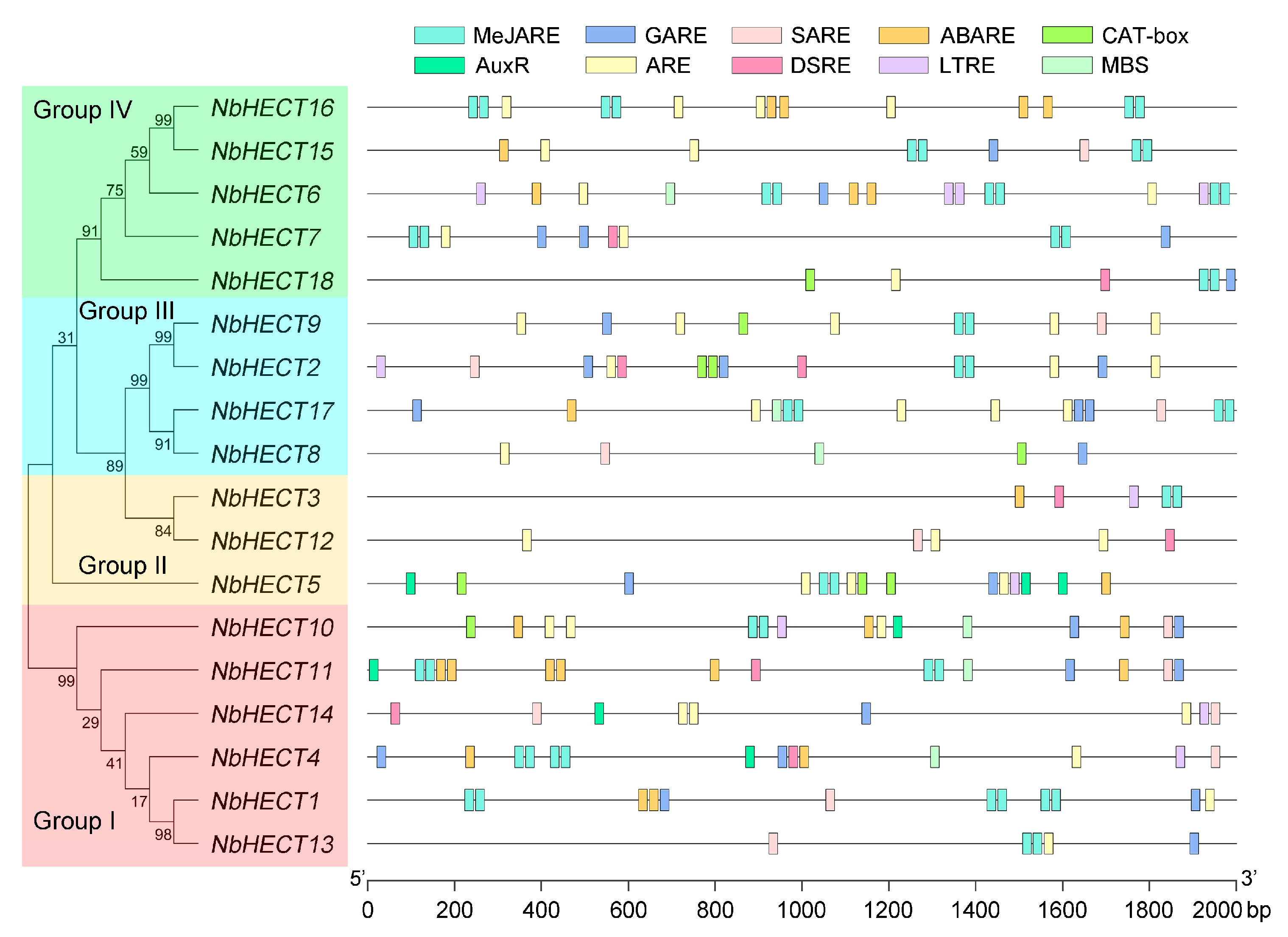 Genome-Wide Analysis of the HECT-Type E3 Ubiquitin Ligase Gene Family ...