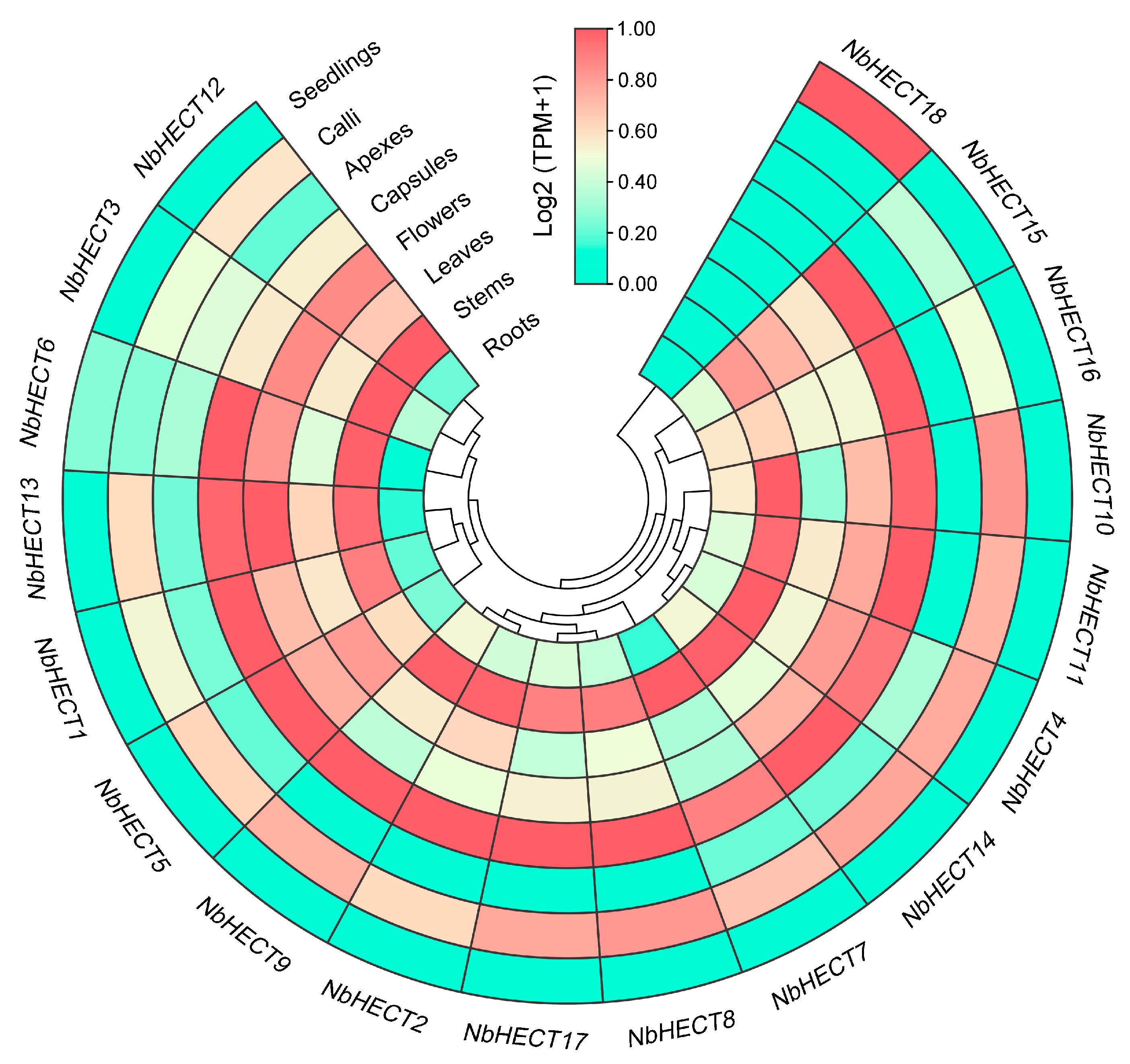 Genome-Wide Analysis of the HECT-Type E3 Ubiquitin Ligase Gene Family ...