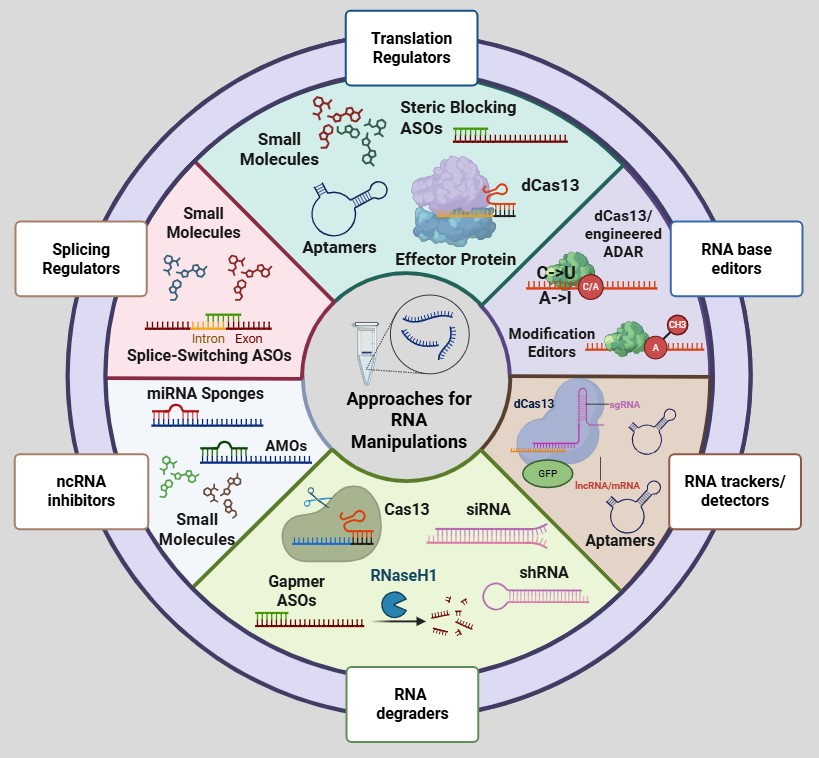 RNA-Targeting Techniques: A Comparative Analysis of Modern Approaches ...