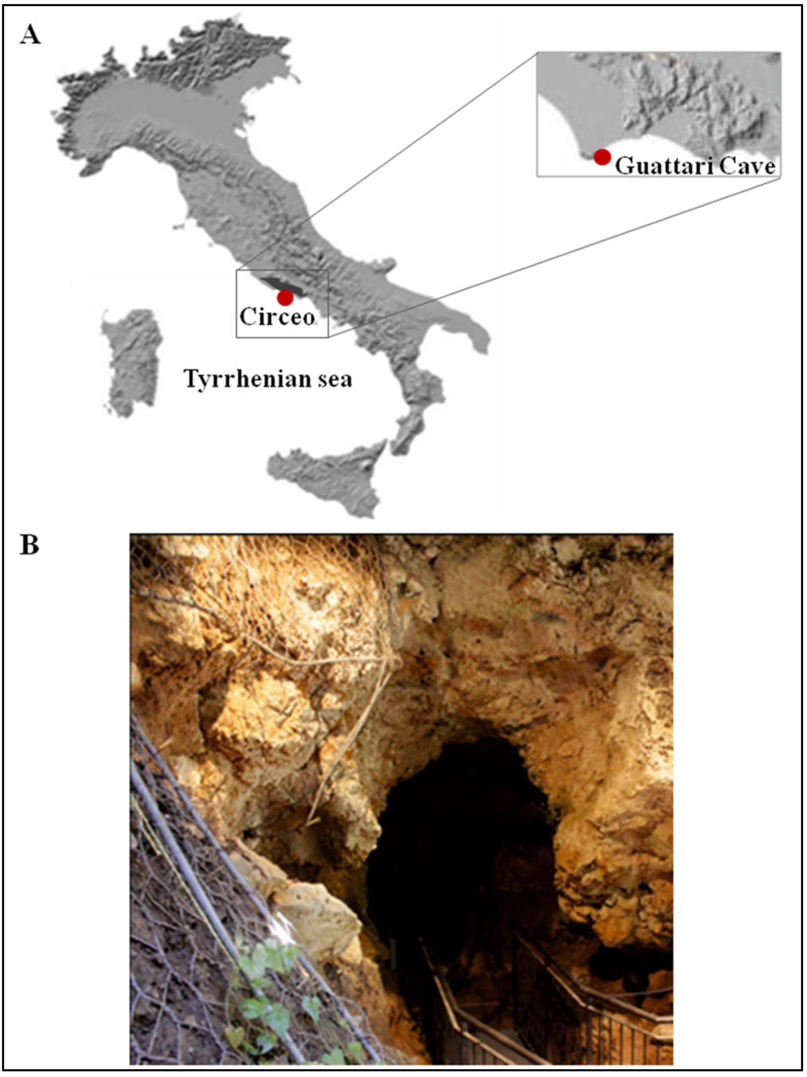 Hominin Variability and Evolutionary Relationships at Guattari Cave ...