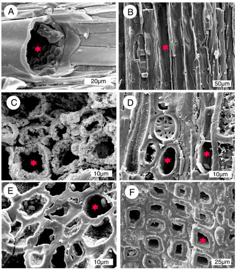Wood Petrifaction: A New View of Permineralization and Replacement
