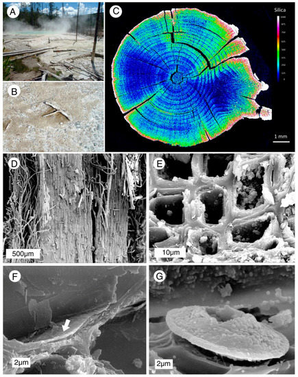 Wood Petrifaction: A New View of Permineralization and Replacement