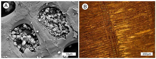 Wood Petrifaction: A New View of Permineralization and Replacement