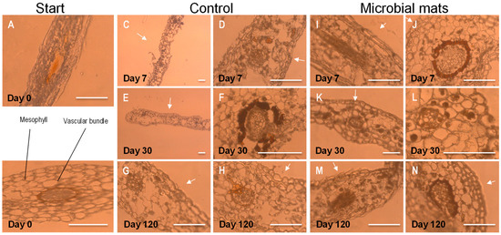 Plant Tissue Decay in Long-Term Experiments with Microbial Mats