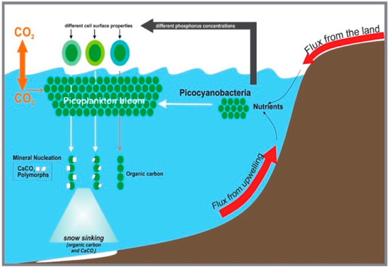 Geosciences | Special Issue : Microbial Biomineralization
