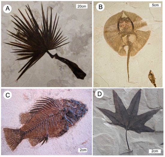 Mineralogy of Eocene Fossil Wood from the “Blue Forest” Locality ...