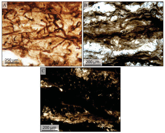 The Taphonomy of Proterozoic Microbial Mats and Implications for Early ...