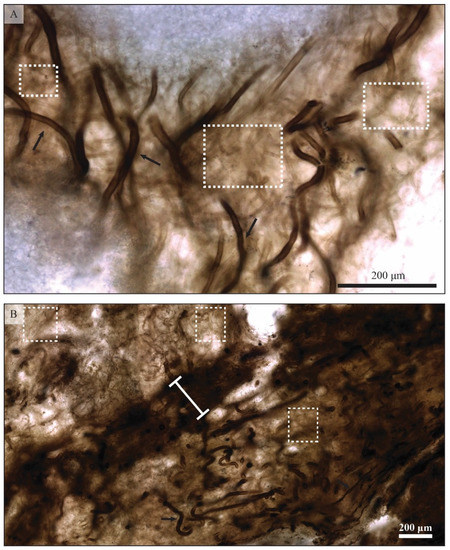 The Taphonomy of Proterozoic Microbial Mats and Implications for Early ...