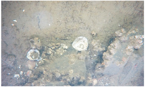 Multispectral Multibeam Echo Sounder Backscatter as a Tool for Improved ...