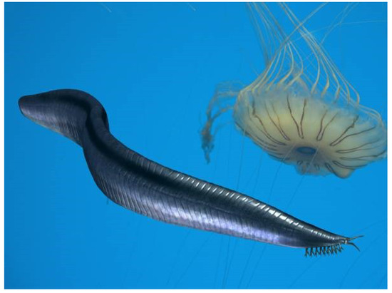 Cambrian Chordates and Vetulicolians