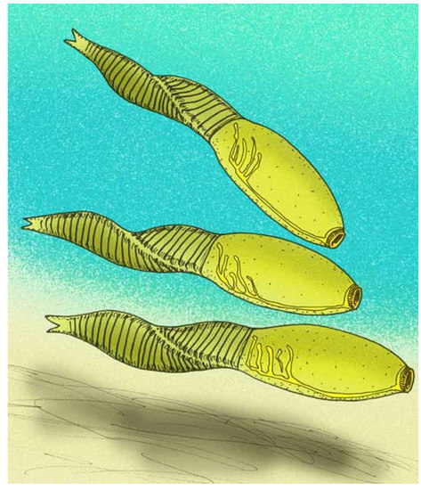 Cambrian Chordates and Vetulicolians