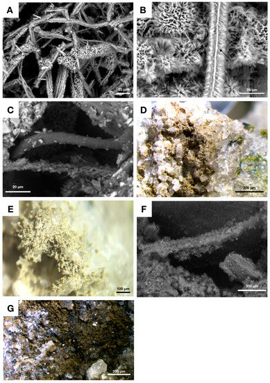 Instant Attraction: Clay Authigenesis in Fossil Fungal Biofilms